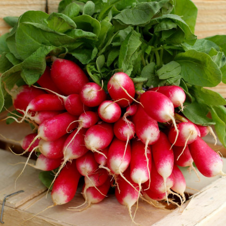 RA12 Radiser. Lang Rød/Hvid